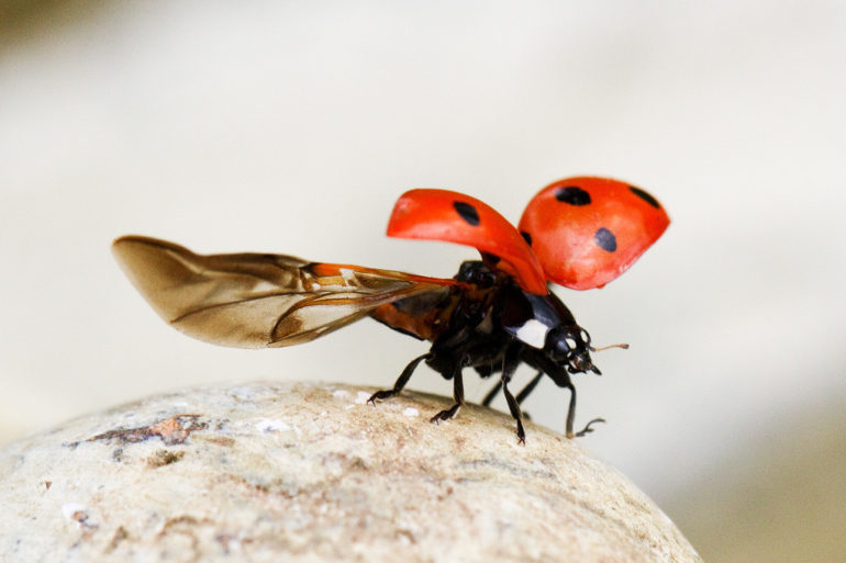 Makrofotografie von Insekten: Käfer im Abflug fotografieren ...