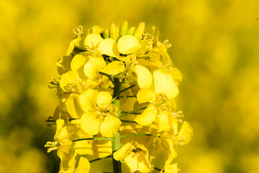 Frühlingsmotive in der Makroaufnahme fotografieren - Fotoschule